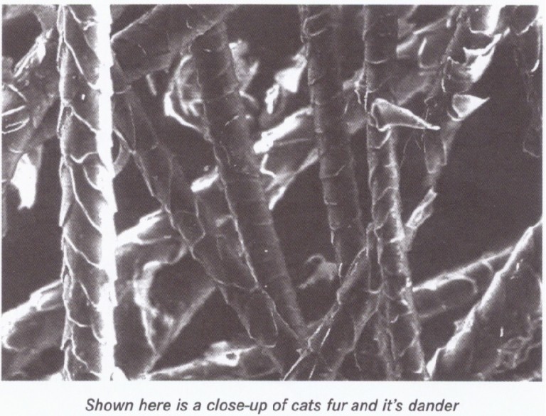 ANIMAL DANDER ALLERGY & AVOIDANCE - Allerayde